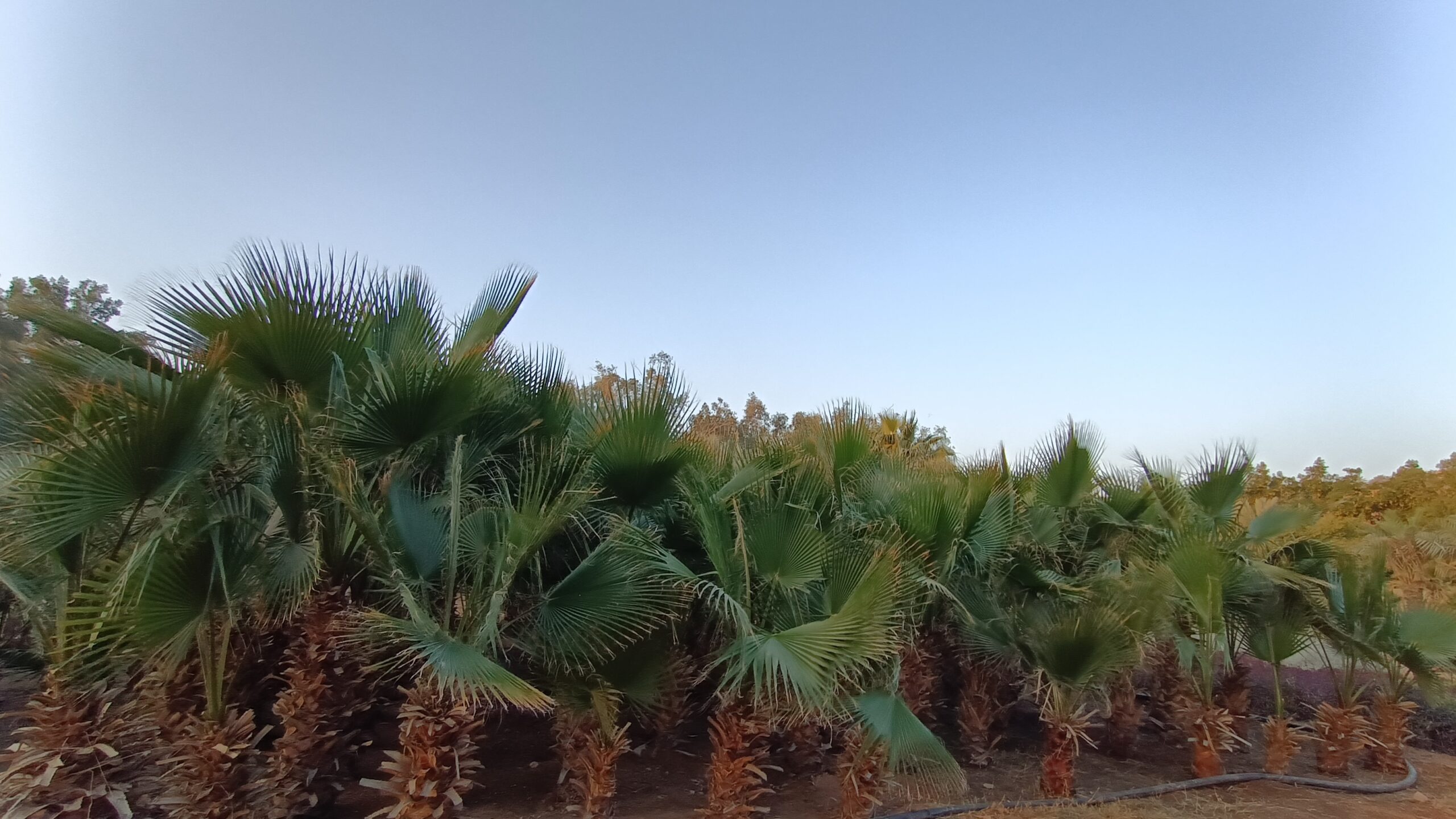 Growing Washingtonia Trees in Riyadh: 10 Expert Landscaping Tips for ...